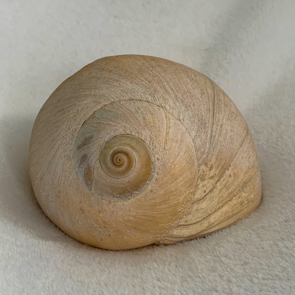 Accents | Large Northern Moon Snail Shell | Poshmark